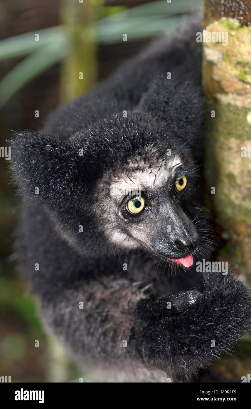 Indri (Indri indri) on a tree, animal portrait, Ankanin Ny Nofy ...