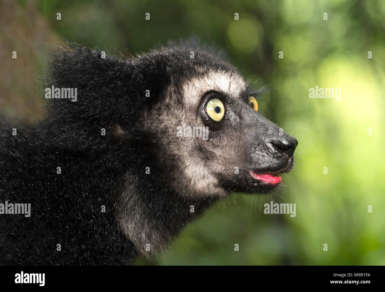 Indri (Indri indri), animal portrait, Ankanin Ny Nofy, Madagascar Stock ...