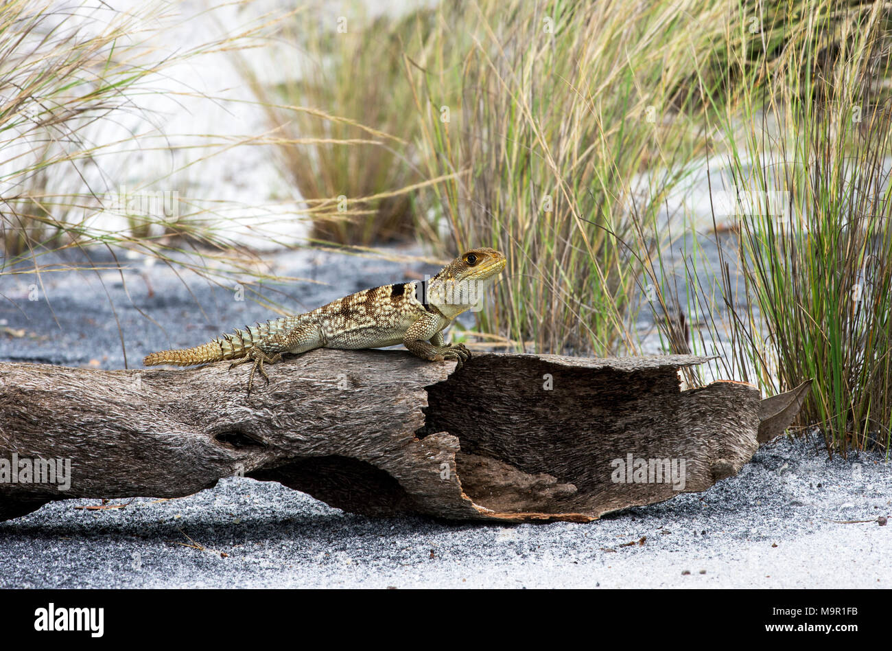 Merrem's Madagascar swift (Oplurus cyclurus) on deadwood, Ankanin Ny ...
