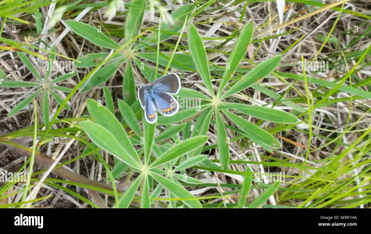 Endangered Karner Blue Butterfly. Endangered Karner Blue Butterfly ...