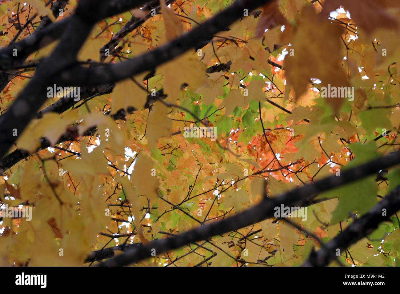 Fall colors. Fall colors Stock Photo - Alamy