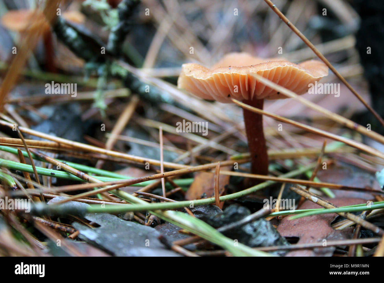 Fall Mushroom. Fall Mushroom Stock Photo - Alamy