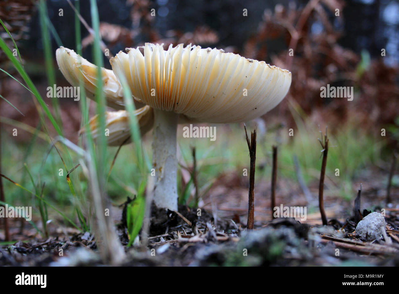 Fall Mushroom. Fall Mushroom Stock Photo - Alamy