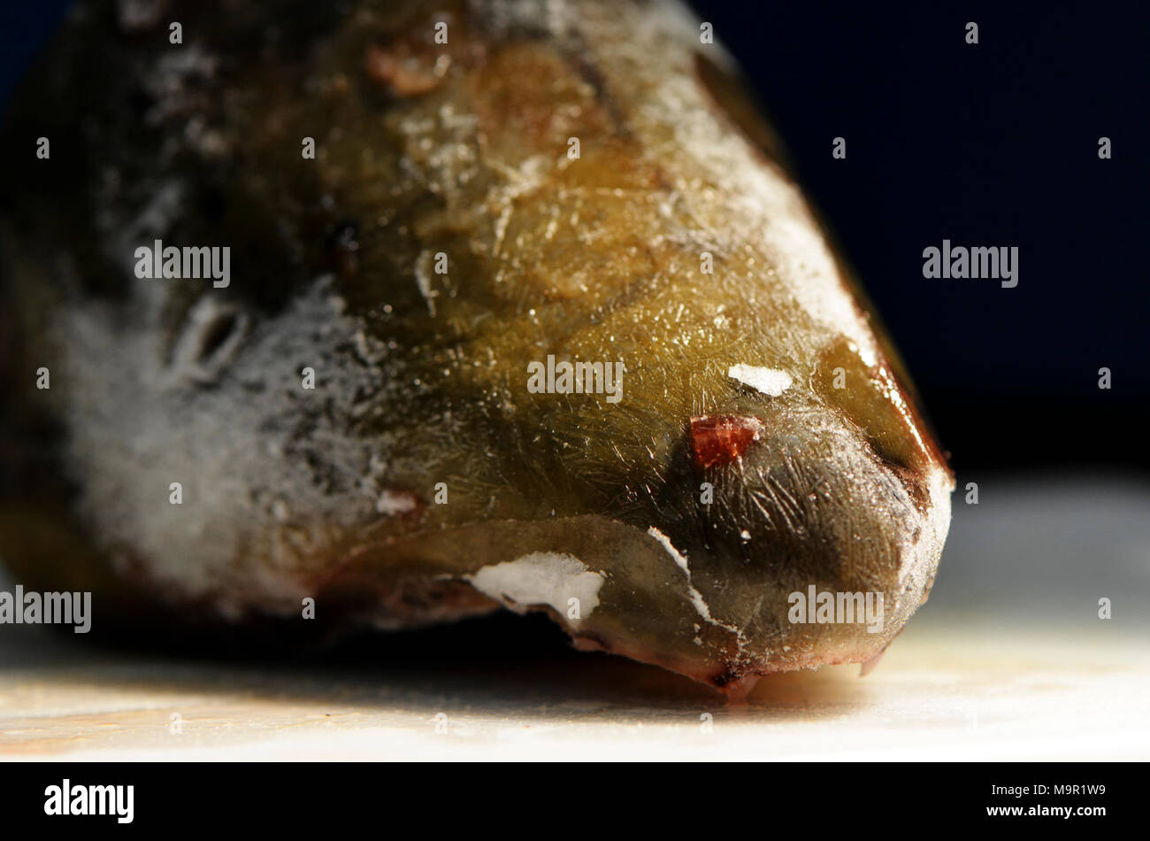 Frozen Lake Trout Nose. Frozen Lake Trout Nose Stock Photo - Alamy
