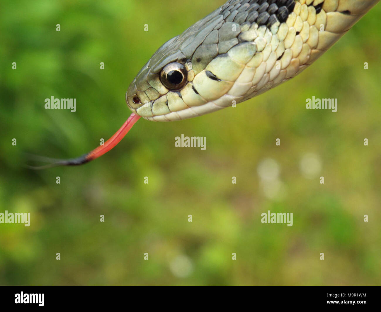 Garter Snake. Garter Snake Stock Photo - Alamy