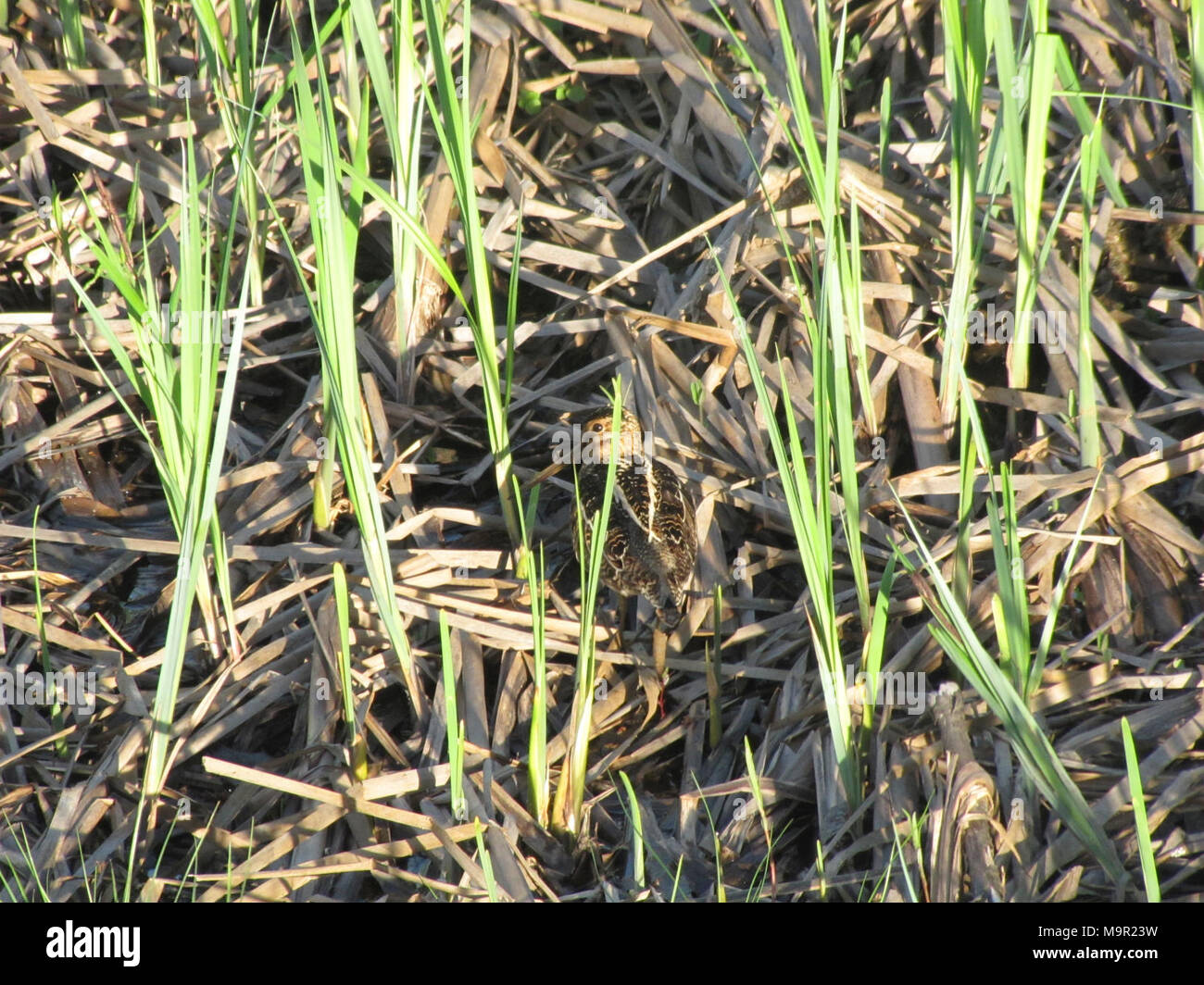 Here Snipey, Snipey, Snipe. Here Snipey, Snipey, Snipe Stock Photo - Alamy