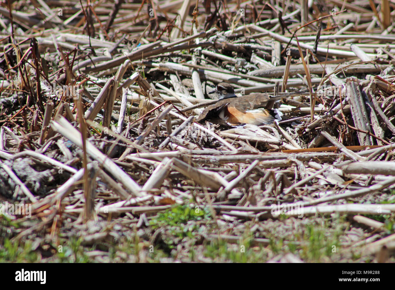 Killdeer Broken Wing Display. Killdeer Broken Wing Display Stock Photo ...