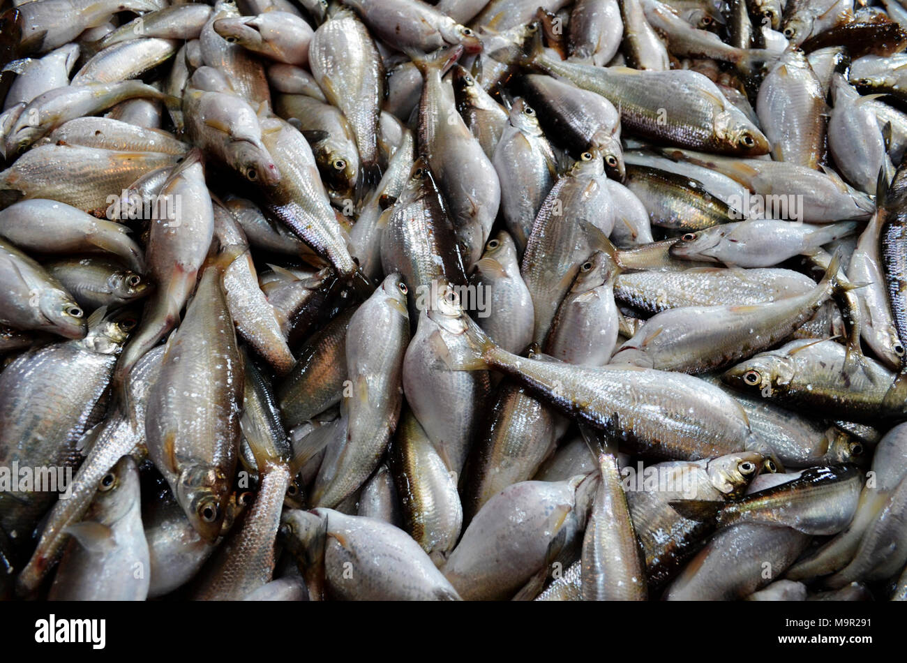 Bloaters hi-res stock photography and images - Alamy