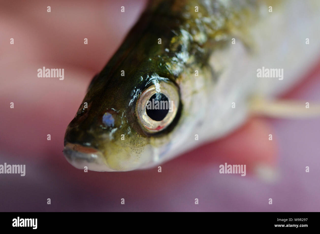 Lake Michigan Bloater. Lake Michigan Bloater Stock Photo - Alamy