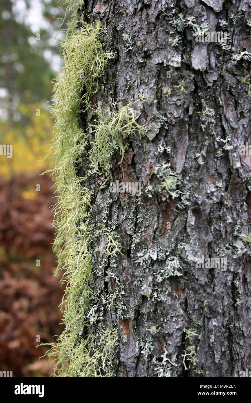 Learning about lichen hi-res stock photography and images - Alamy