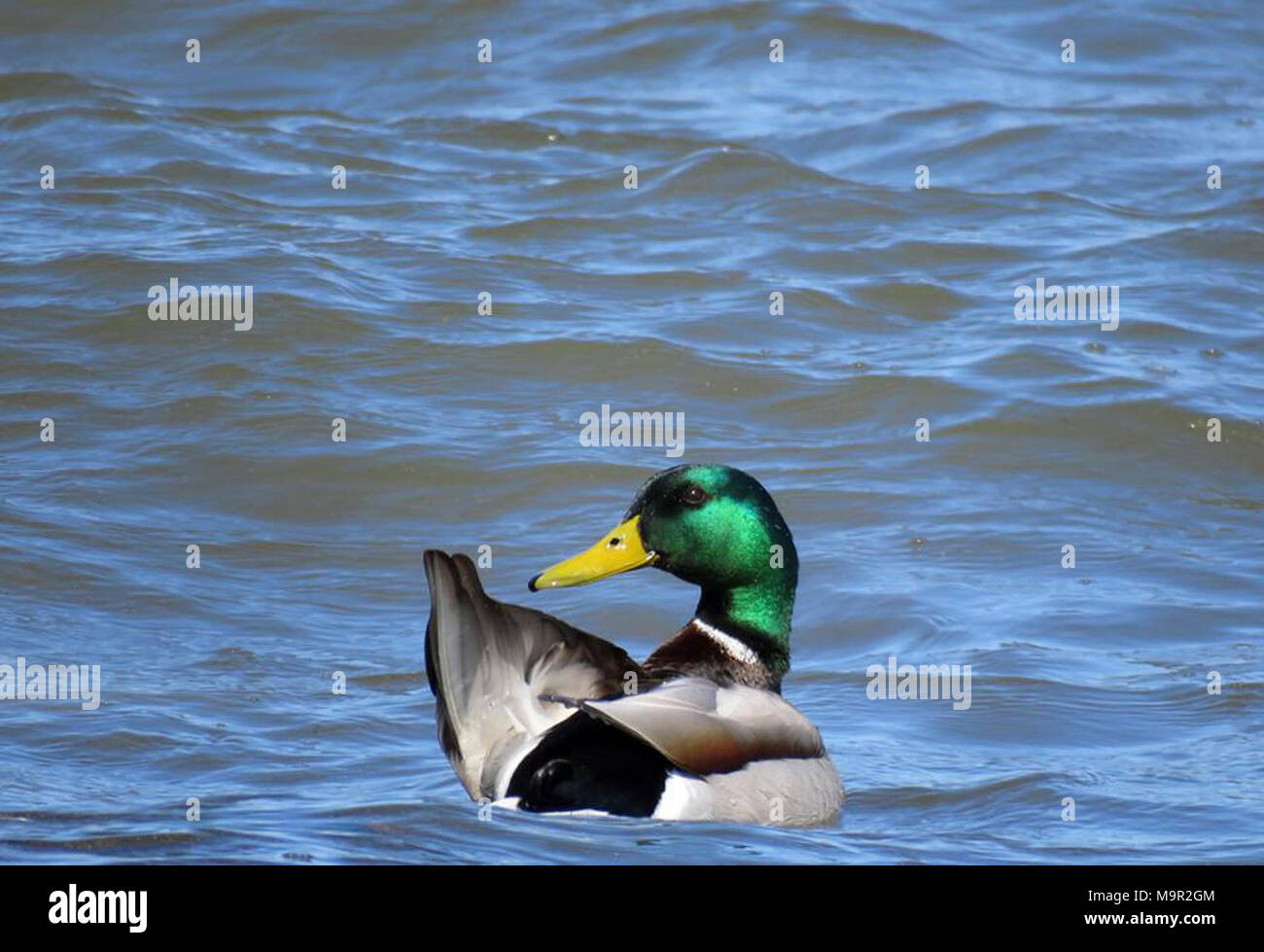 Mallard Drake. Mallard Drake Stock Photo - Alamy
