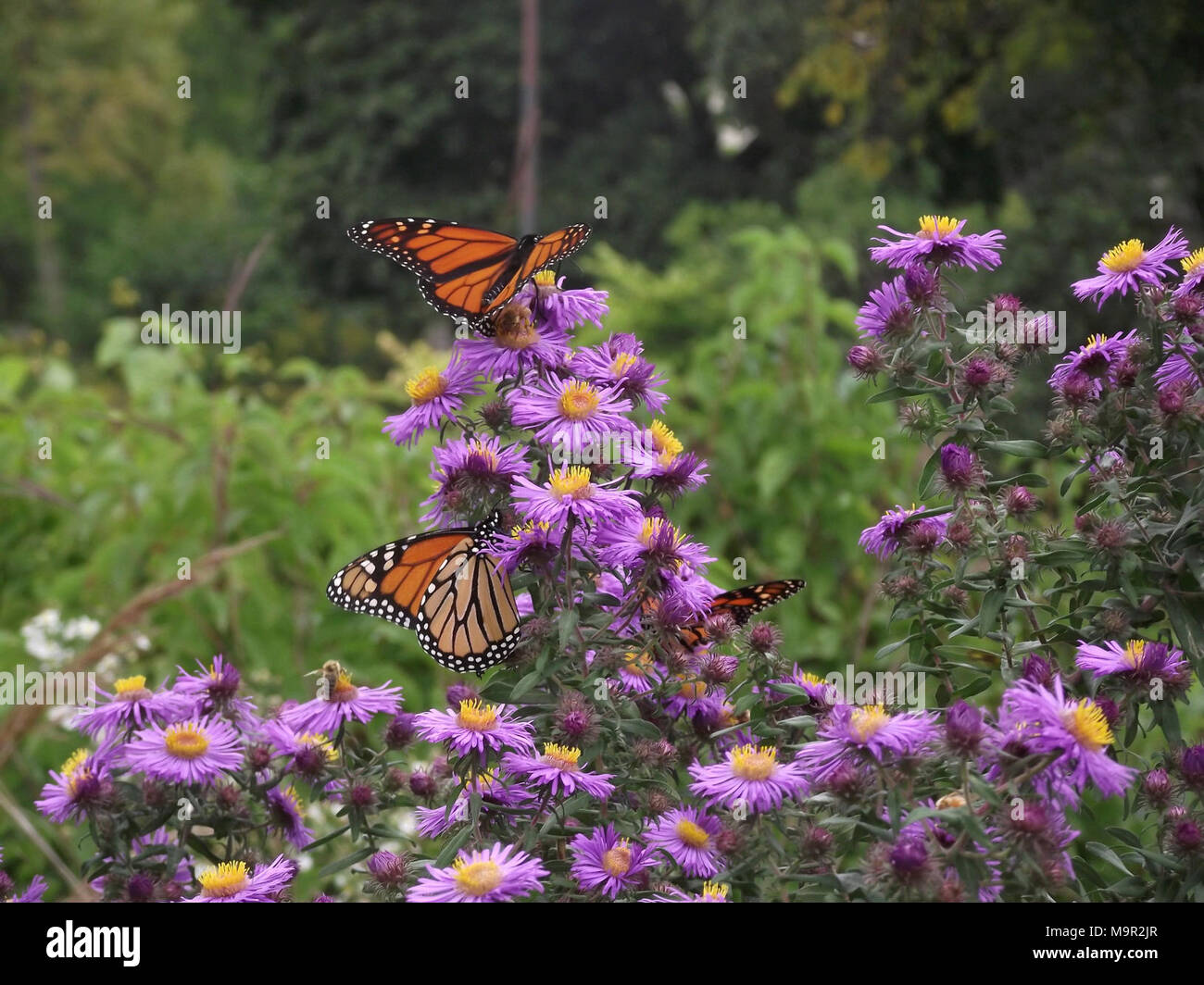 Monarch Butterflies in Illinois. Monarch Butterflies in Illinois Stock ...