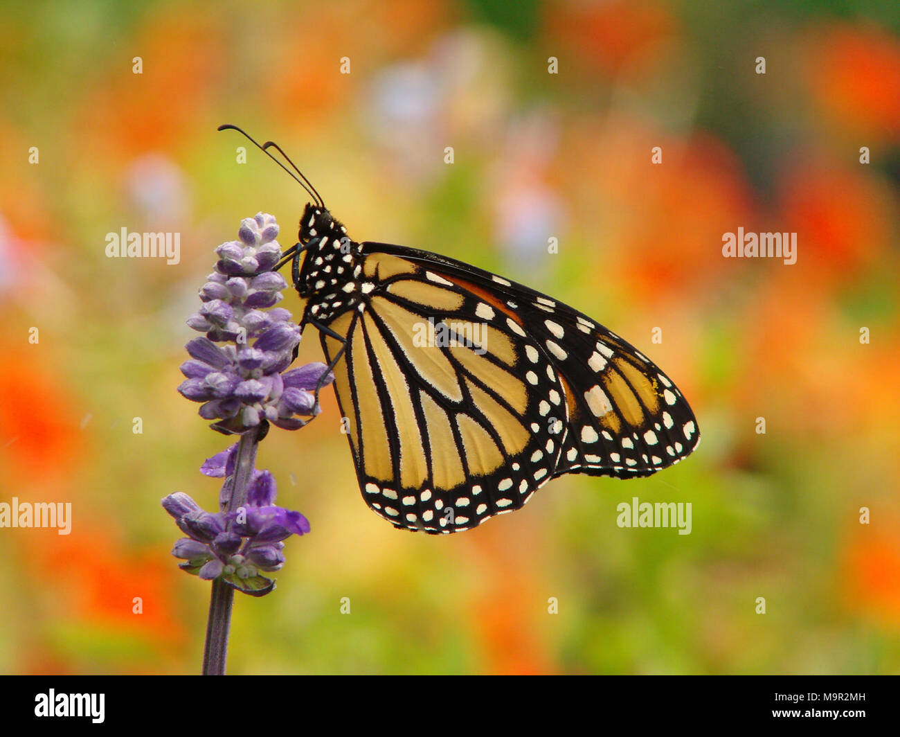 Monarch Butterfly in North Carolina. Monarch Butterfly in North ...