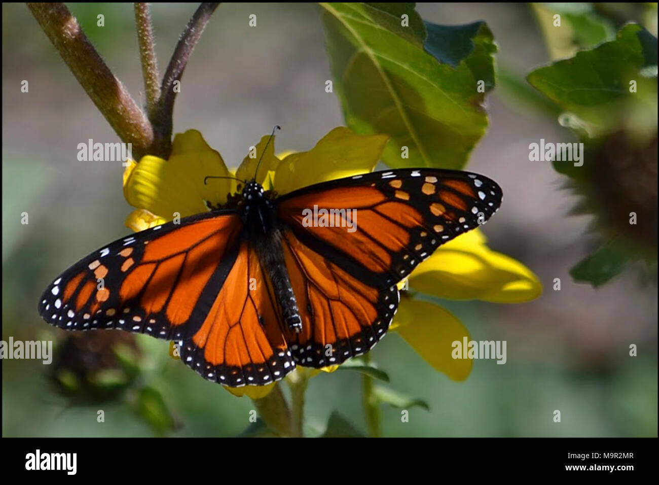 Monarch Butterfly in North Carolina. Monarch Butterfly in North ...