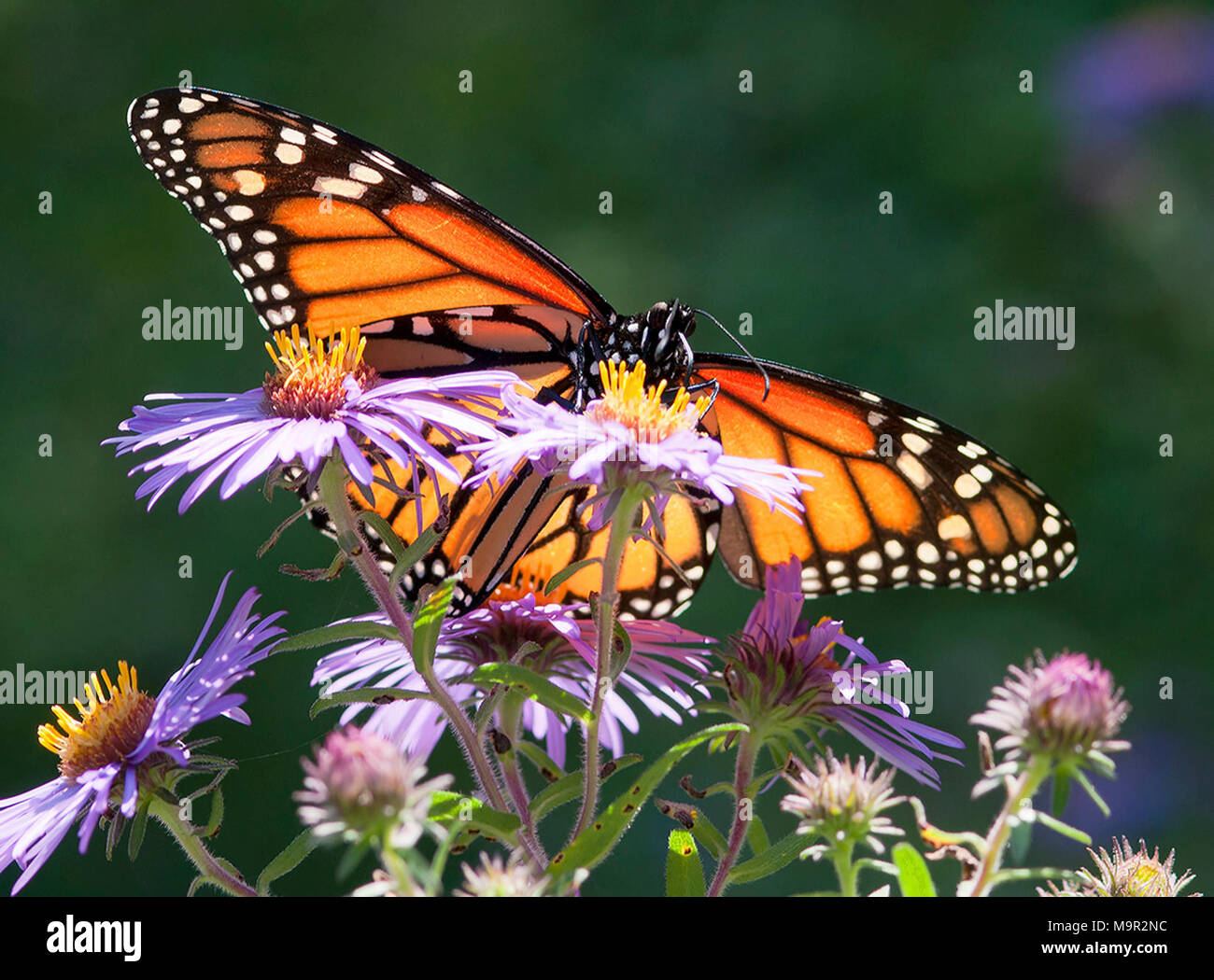 Monarch Butterfly in Ohio. Monarch Butterfly in Ohio Stock Photo - Alamy
