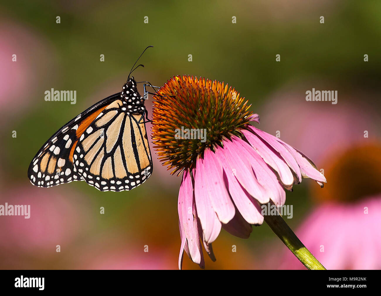 Monarch Butterfly in Ohio. Monarch Butterfly in Ohio Stock Photo - Alamy