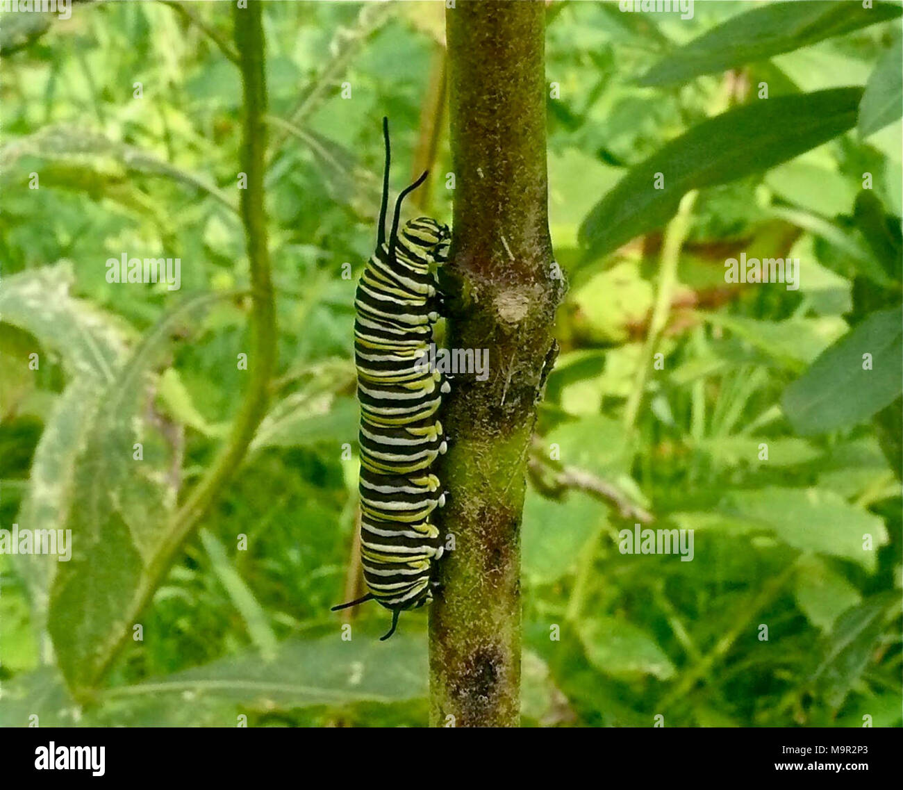 Monarch Caterpillar in Ohio. Monarch Caterpillar in Ohio Stock Photo ...