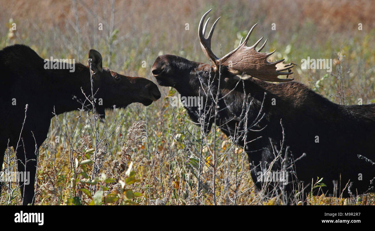Minnesota moose hi-res stock photography and images - Alamy