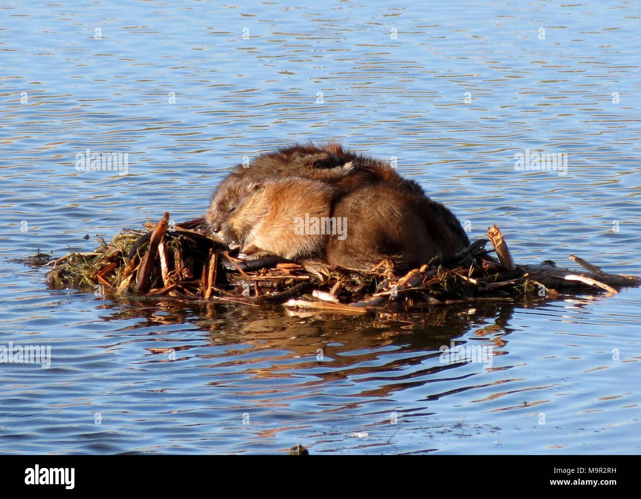 Muskrat habitat photo hi-res stock photography and images - Alamy
