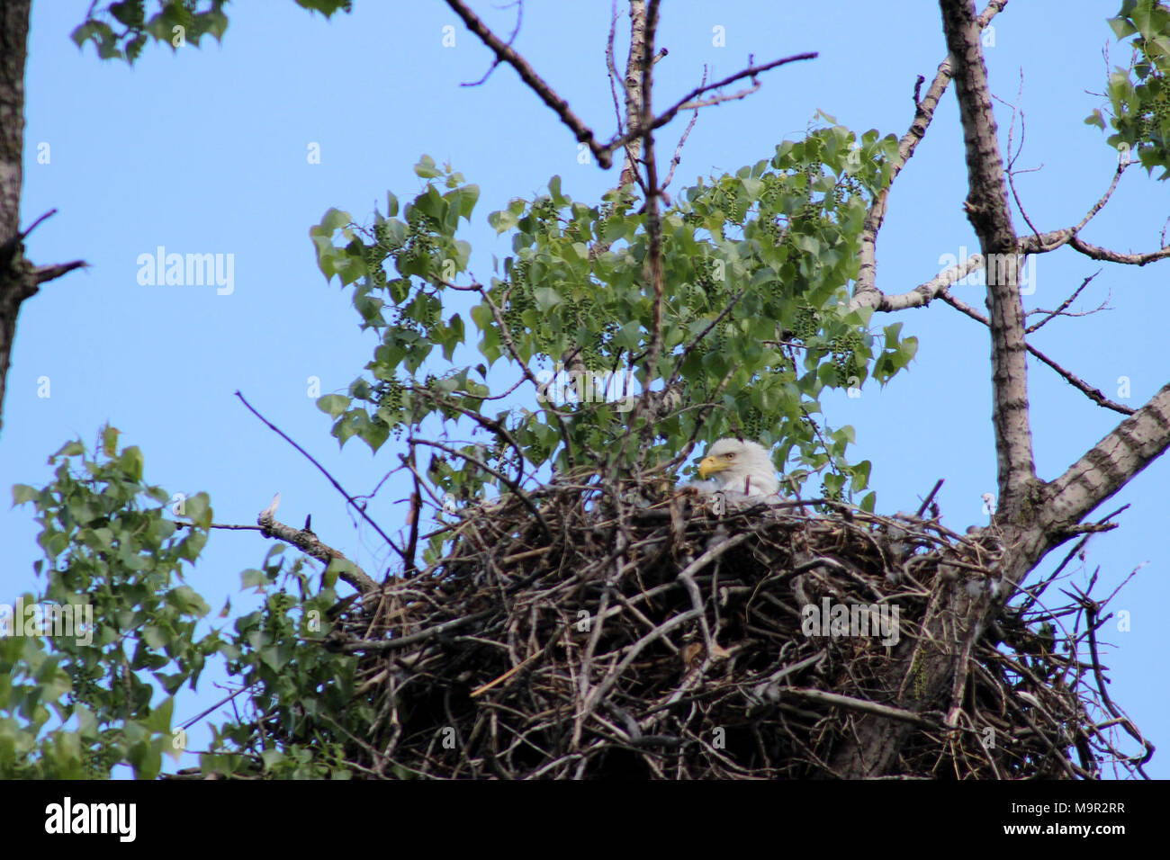 Nesting Bald Eagle. Nesting Bald Eagle Stock Photo - Alamy