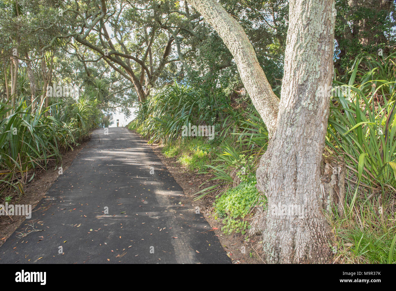 An asphalt lane between trees and flax shrubs Stock Photo - Alamy
