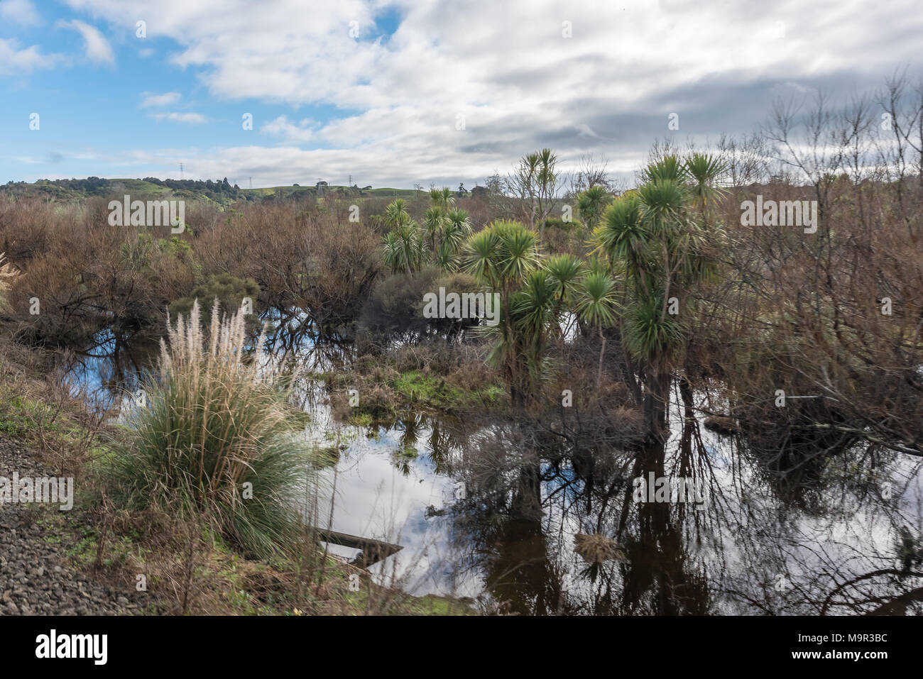 Water in swamp reflecting the clouds in the blue sky Stock Photo - Alamy