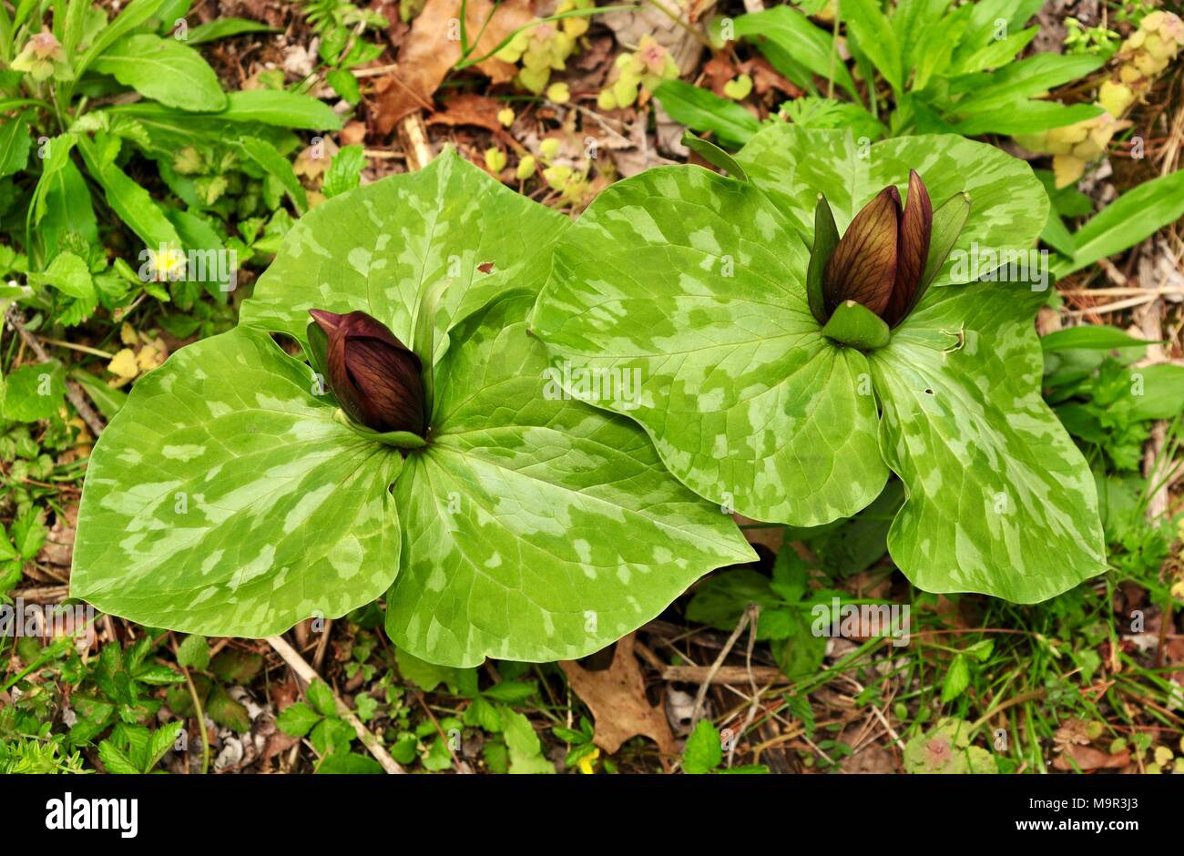 Purple toadshade hi-res stock photography and images - Alamy