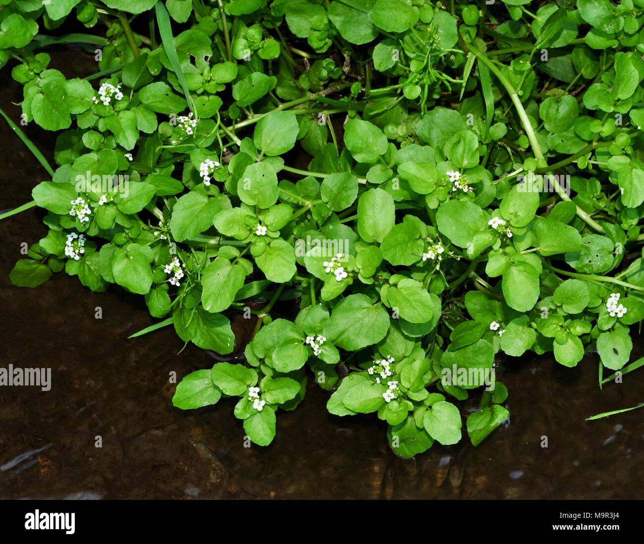 Small watercress hi-res stock photography and images - Alamy