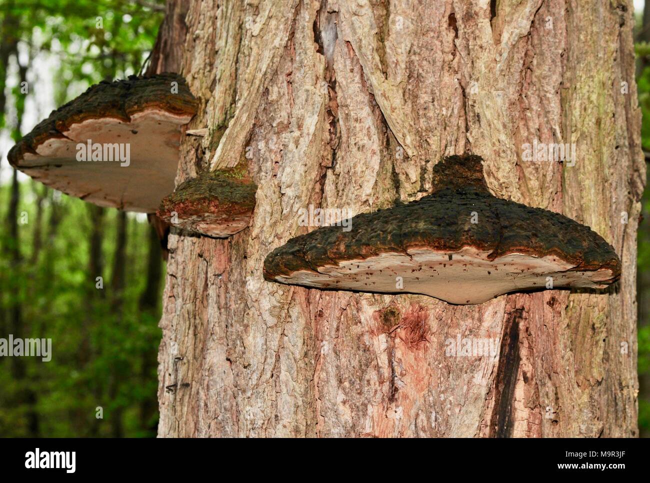 Black locust tree hi-res stock photography and images - Alamy