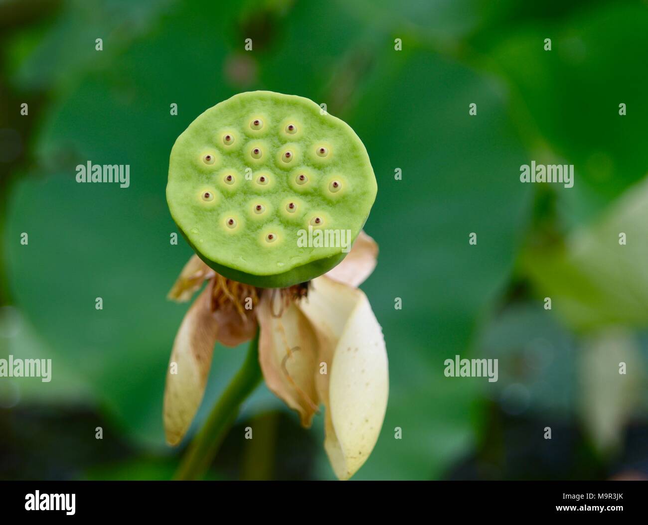Seed pod of an American lotus plant with lily pads in background Stock ...