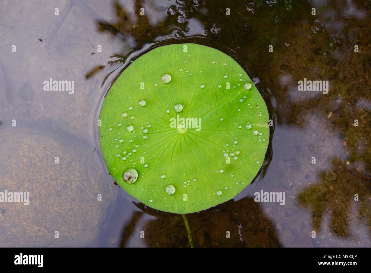 Lily pad of American lotus plant with reflection in water Stock Photo ...