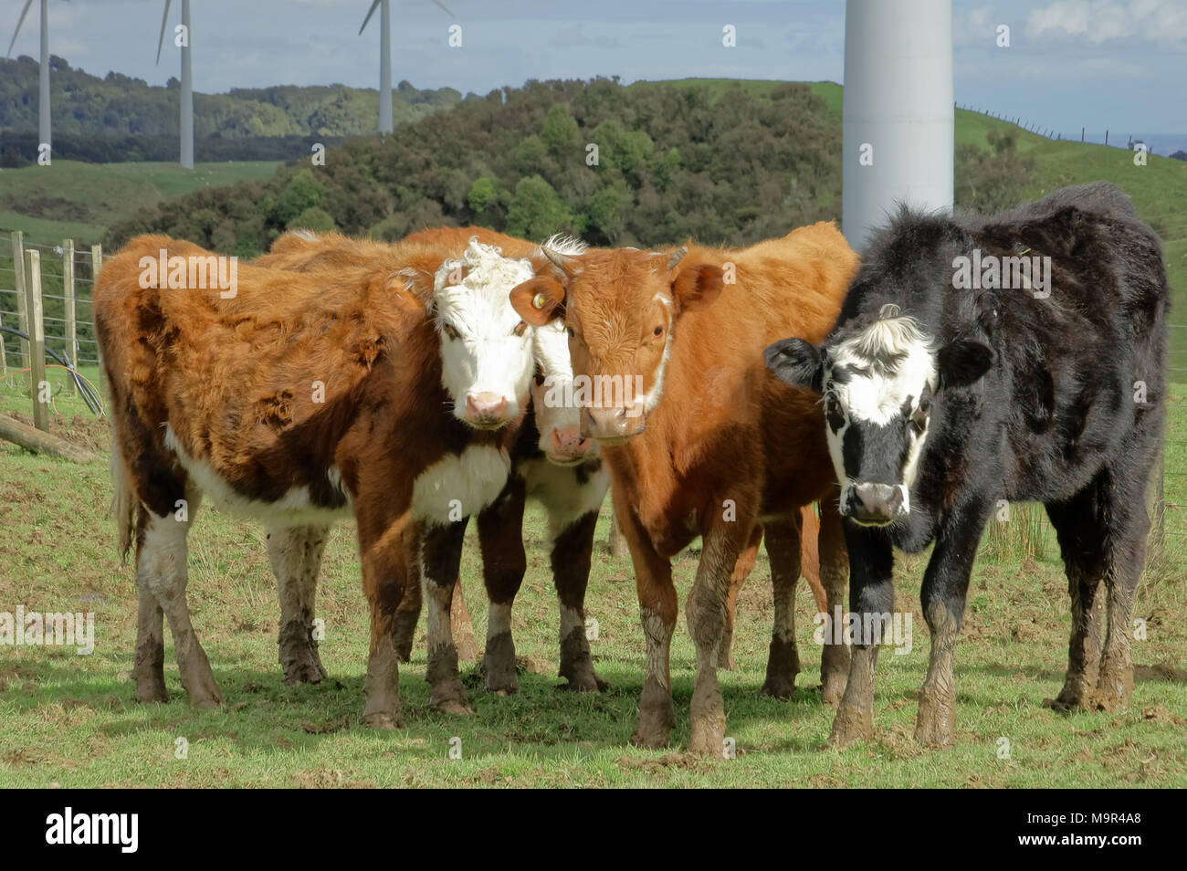 Cows standing together hi-res stock photography and images - Alamy
