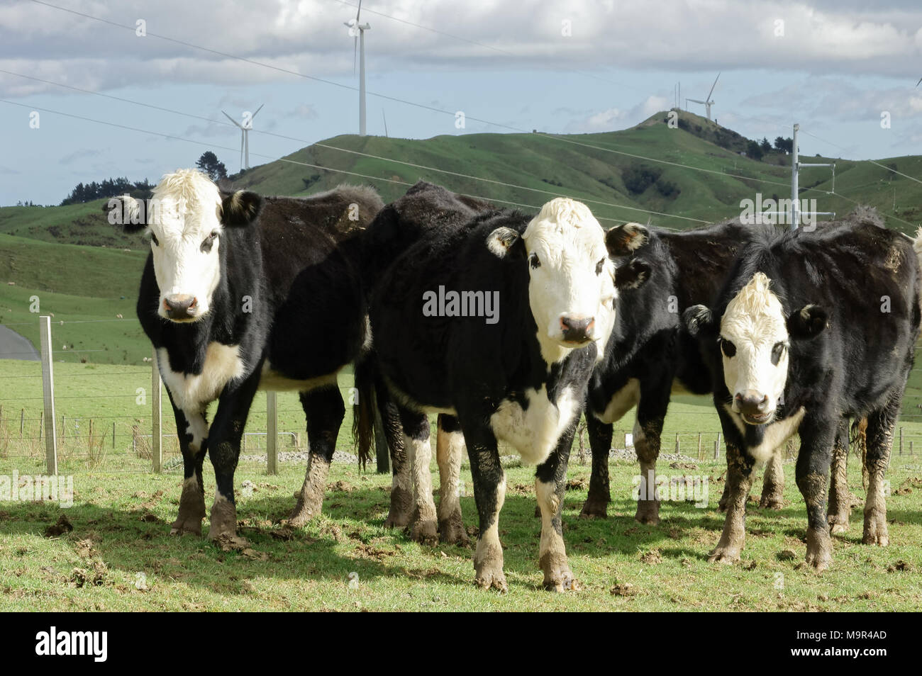 Cows standing together looking ahead Stock Photo - Alamy