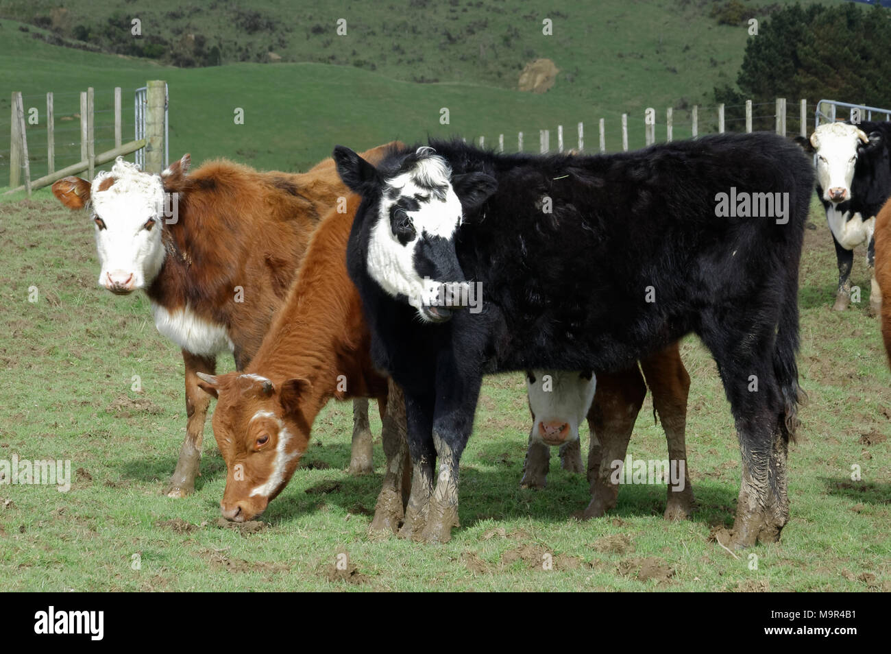 Cows standing together hi-res stock photography and images - Alamy