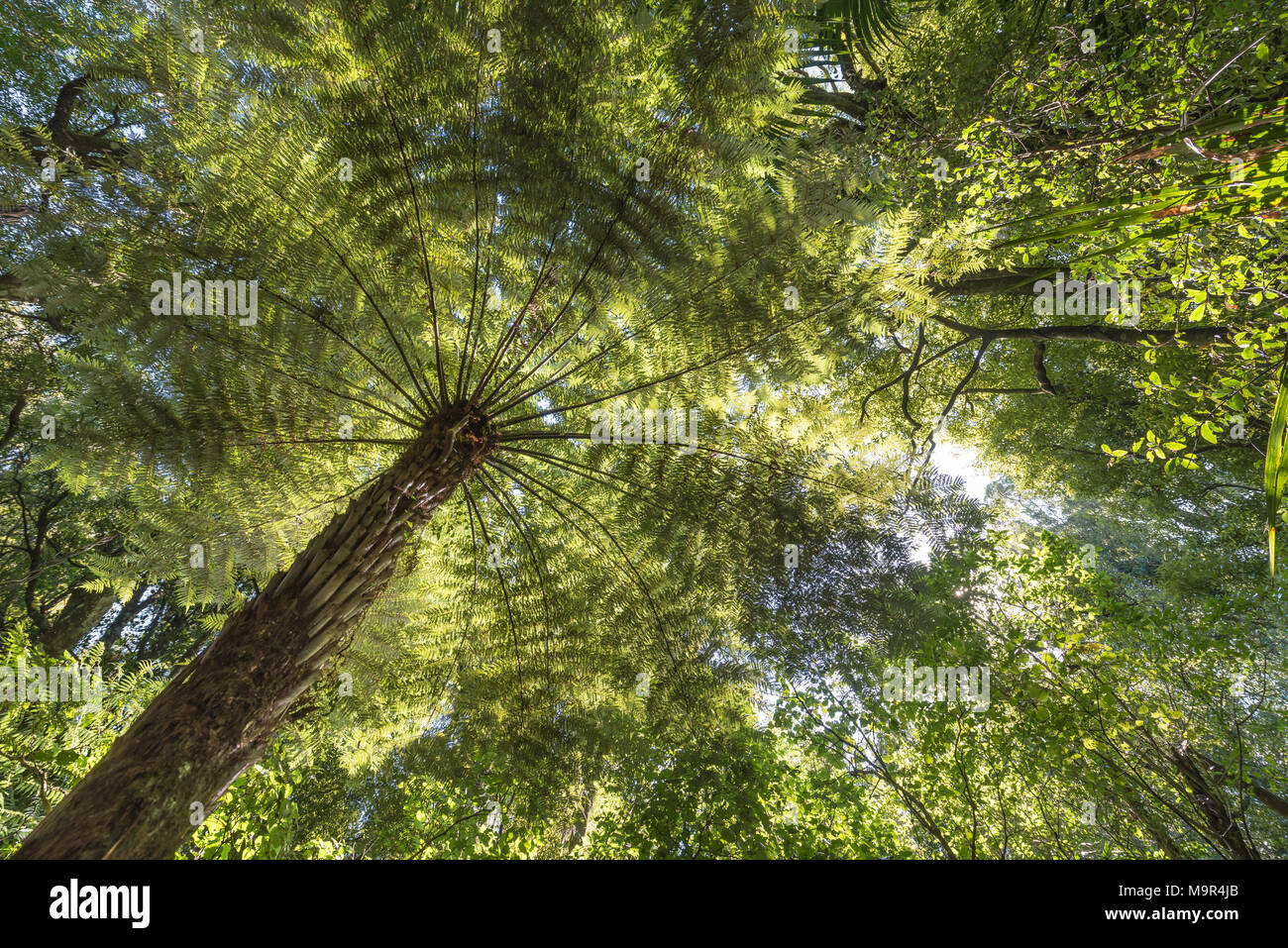 Sunlight through a forest canopy lighting up a fern tree Stock Photo ...