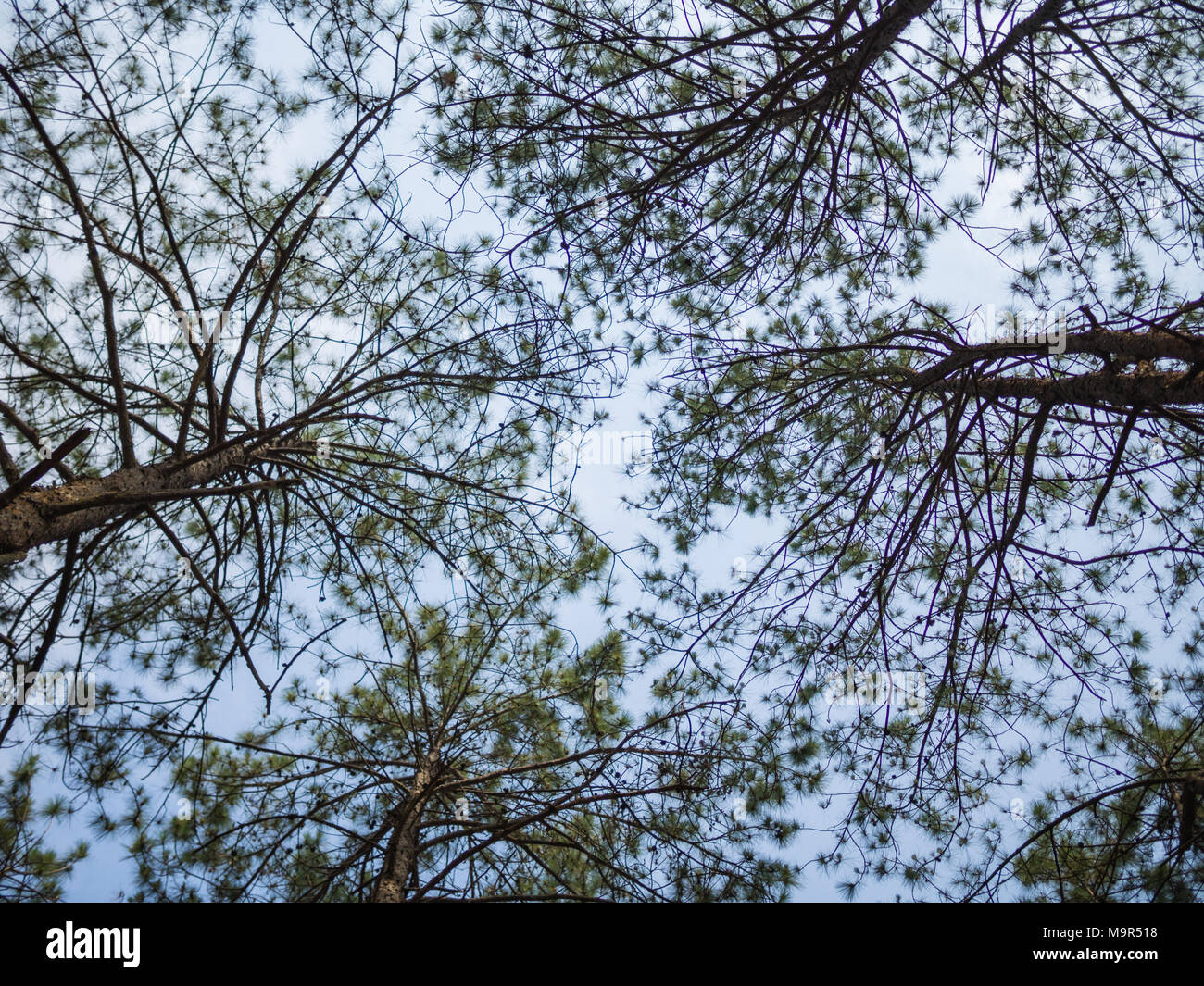 Lookup view hi-res stock photography and images - Alamy