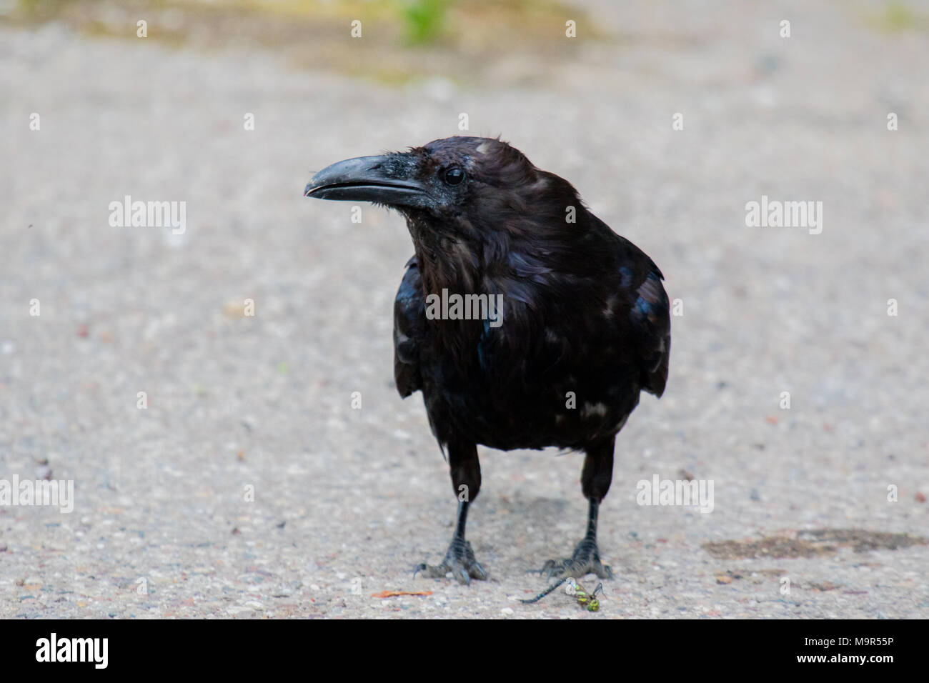 Northwest territories wildlife hi-res stock photography and images - Alamy