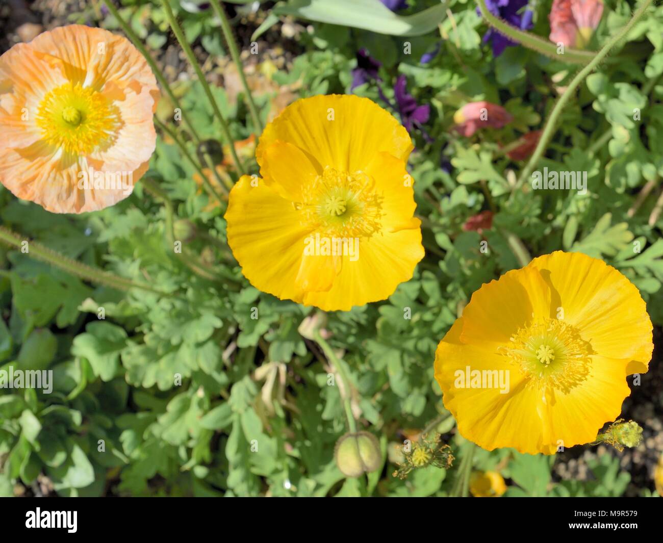Bright coloured poppy flowers in Hamilton Botanical Gardens New Zealand ...