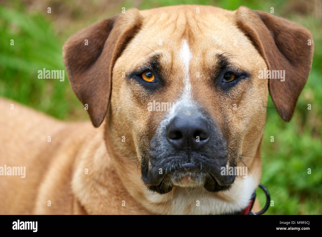 Sternly hi-res stock photography and images - Alamy