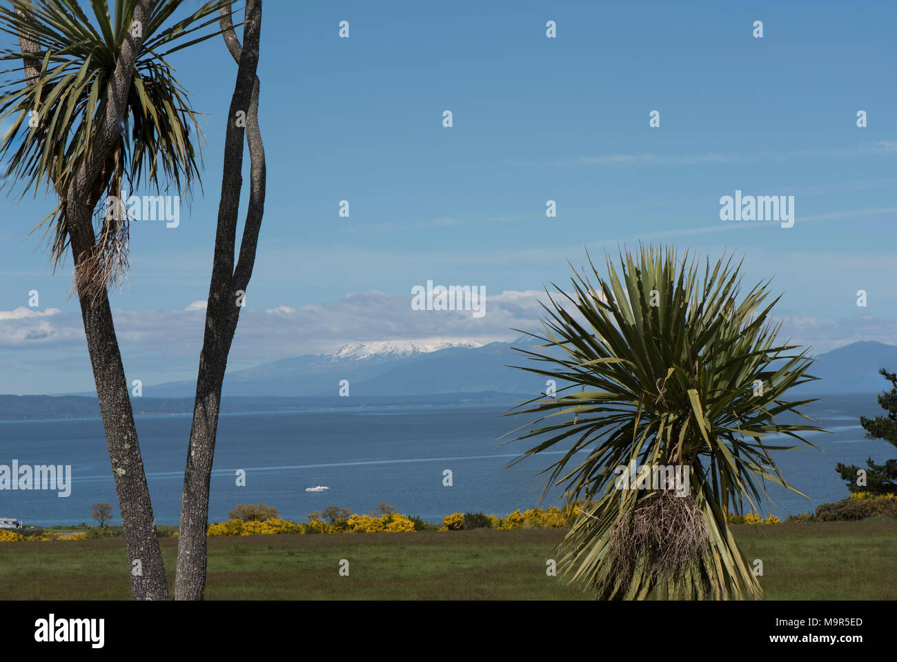 New zealand yucca hi-res stock photography and images - Alamy