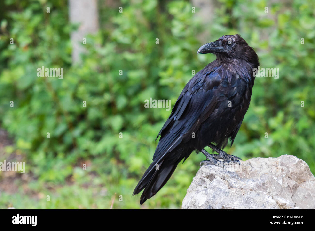 Raven in flight canada hi-res stock photography and images - Alamy