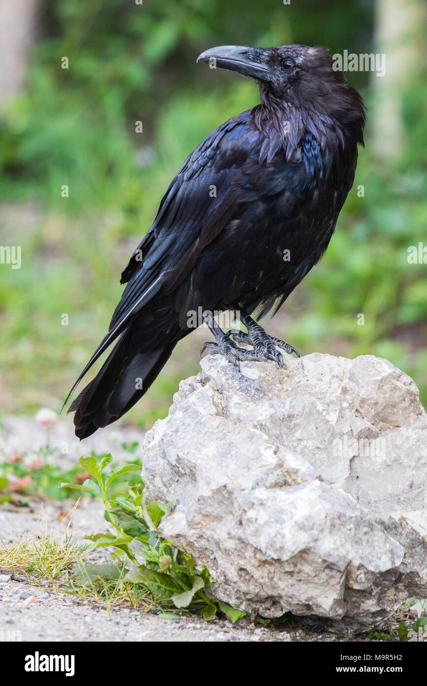 Common Raven (Corvus corax) in Northwest Territories NWT of Canada ...