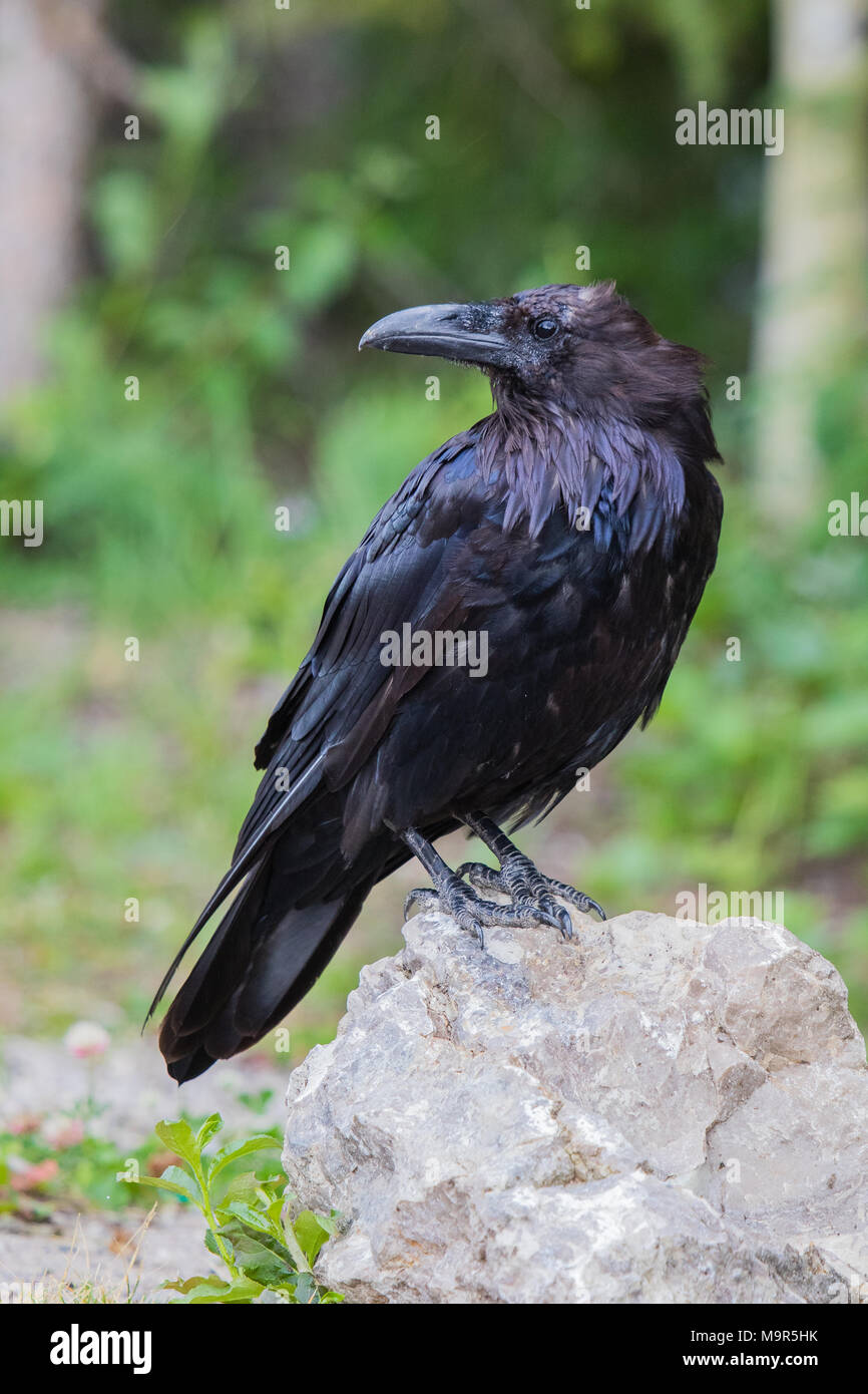 Raven in flight canada hi-res stock photography and images - Alamy