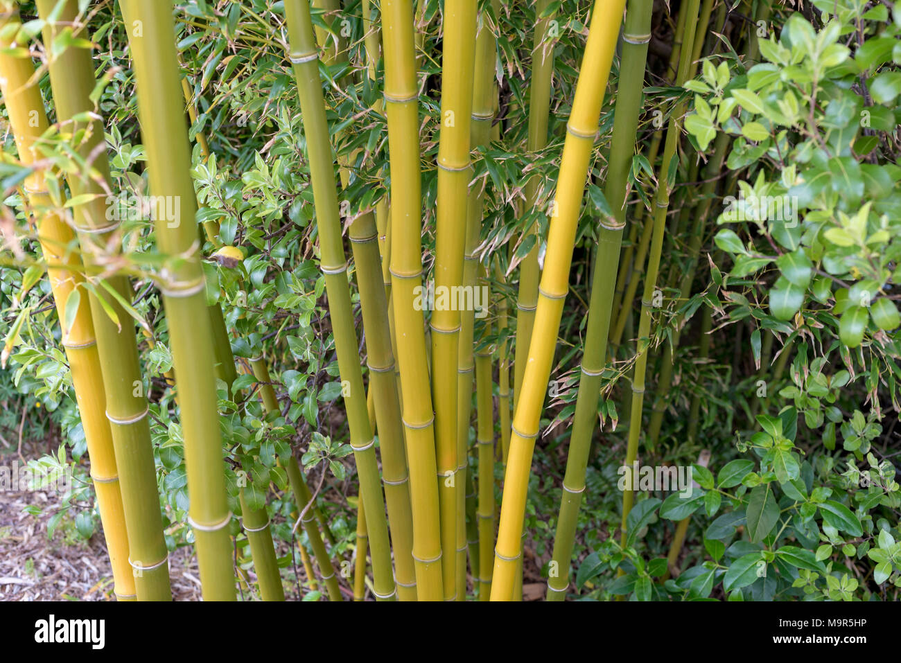 A cluster of young yellow bamboo stems Stock Photo - Alamy