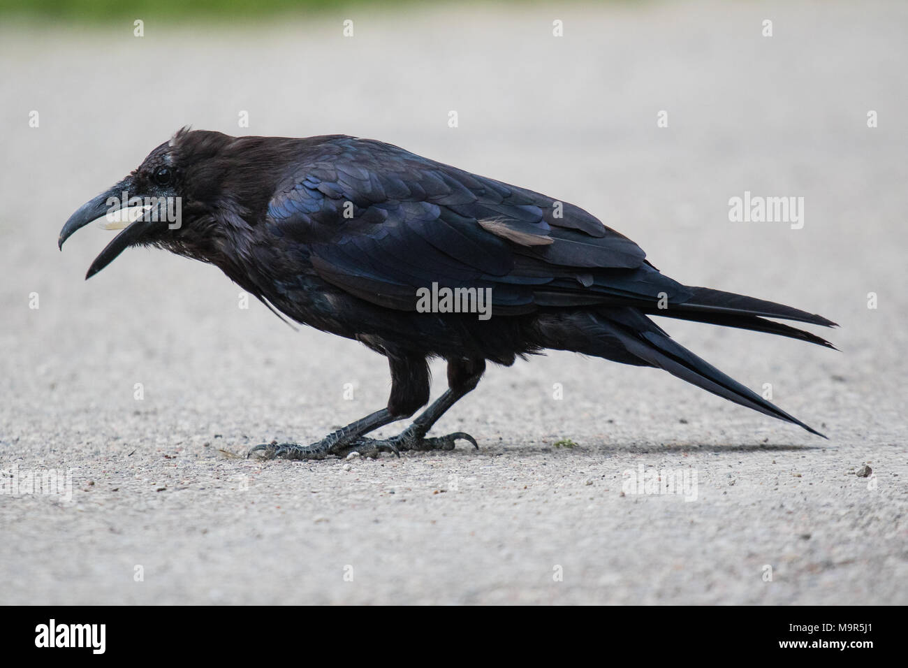 Raven in flight canada hi-res stock photography and images - Alamy