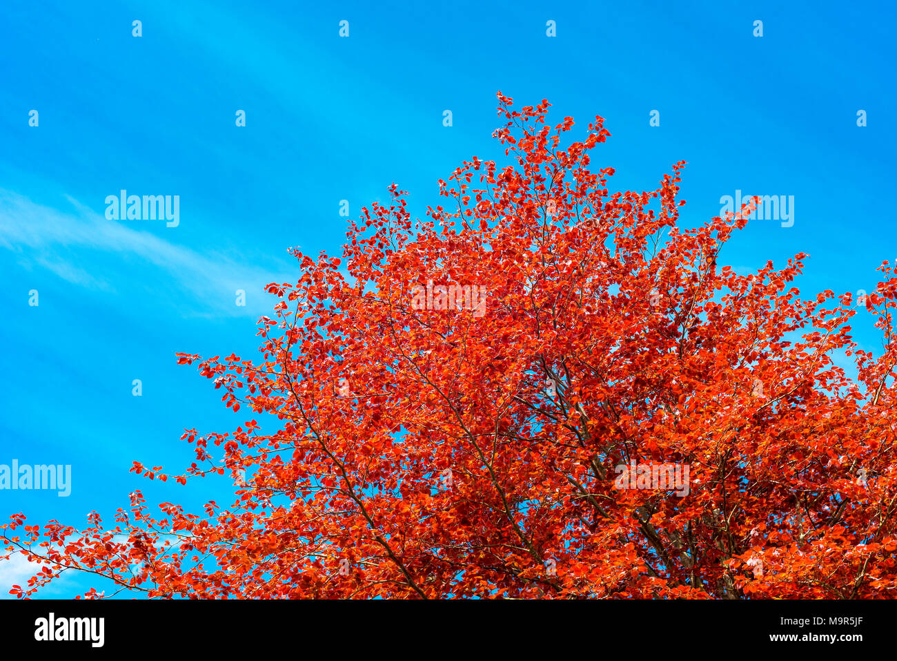 Tree branch against bright orange hi-res stock photography and images ...