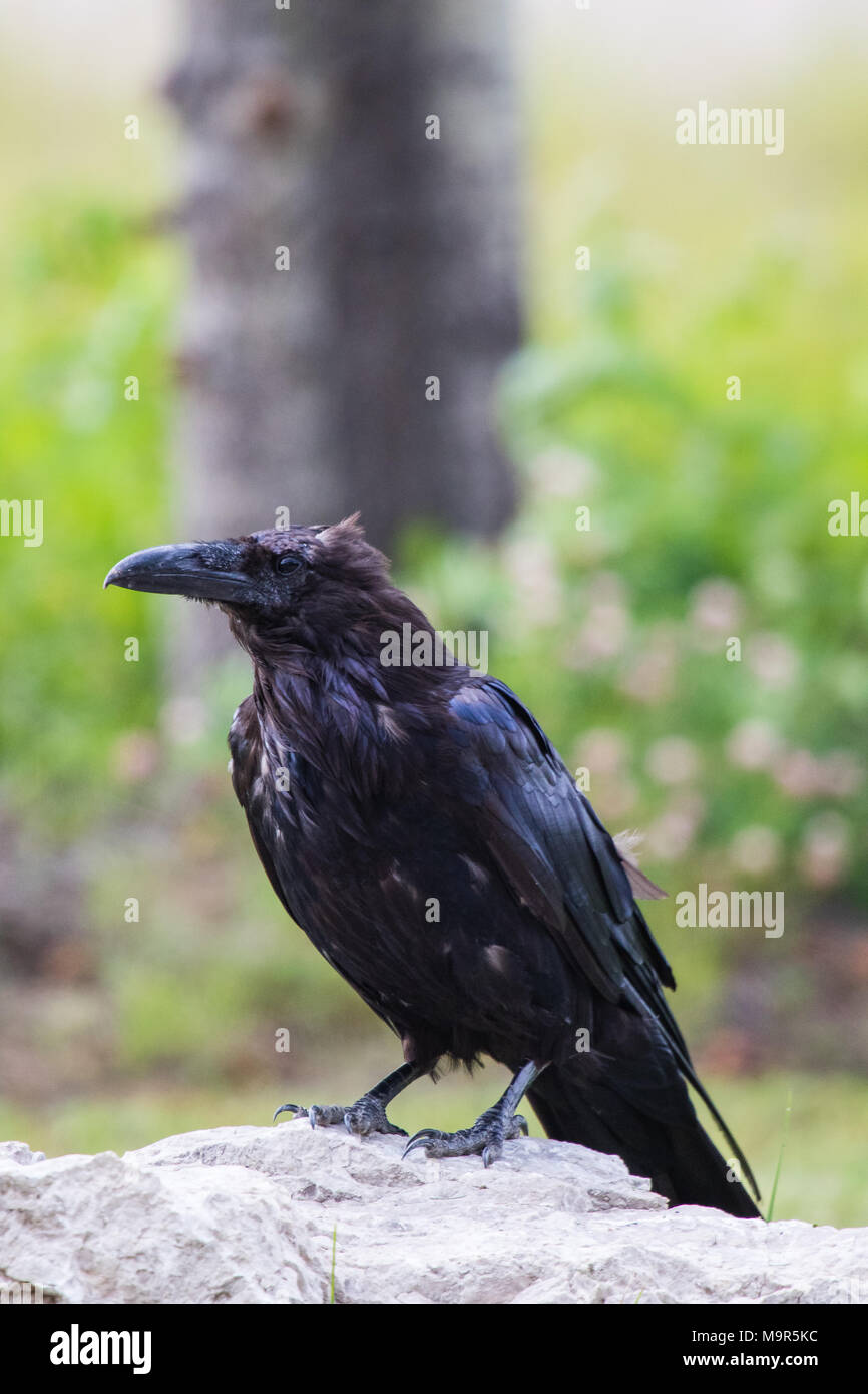 Raven in flight canada hi-res stock photography and images - Alamy