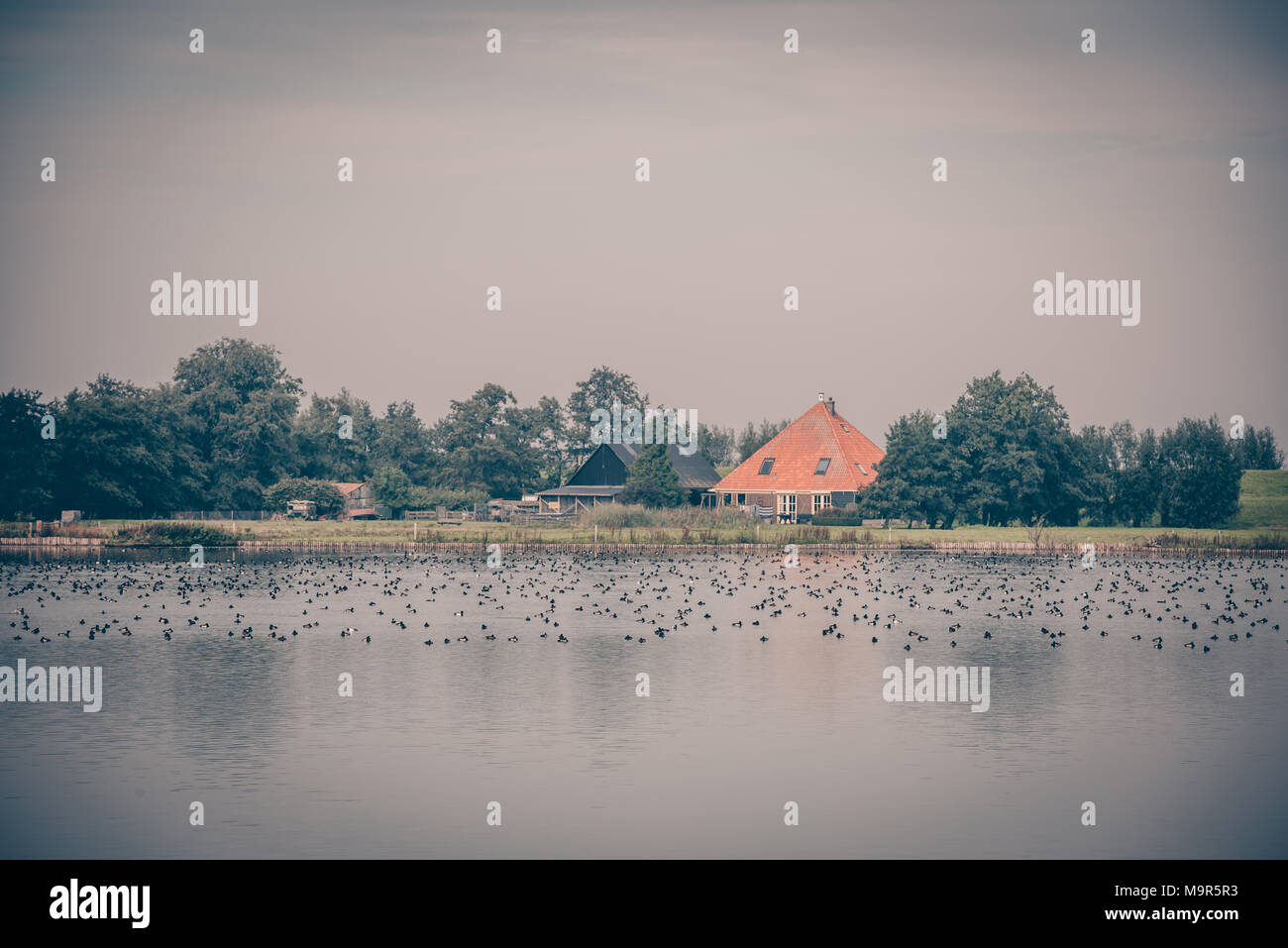 Wild geese on the pond in the Netherlands. Water Landscape Stock Photo ...