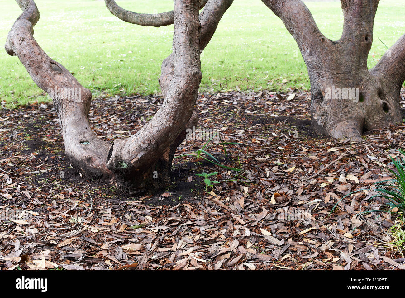 Gnarled tree trunks hi-res stock photography and images - Alamy
