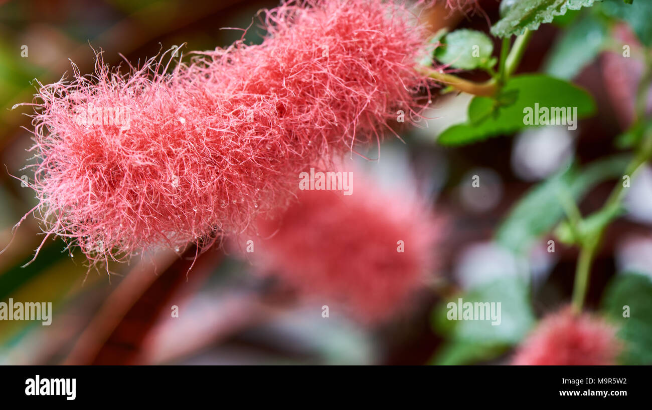 Red flower resembling hi-res stock photography and images - Alamy